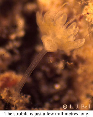 Jellyfish life cycle (Scyphozoa)